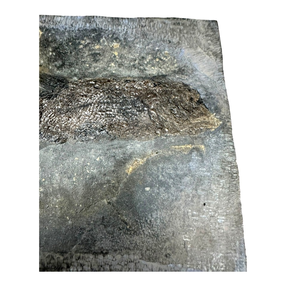 Amblypterus Fossil Fish - Upper/Lower Permian - Germany | eBay