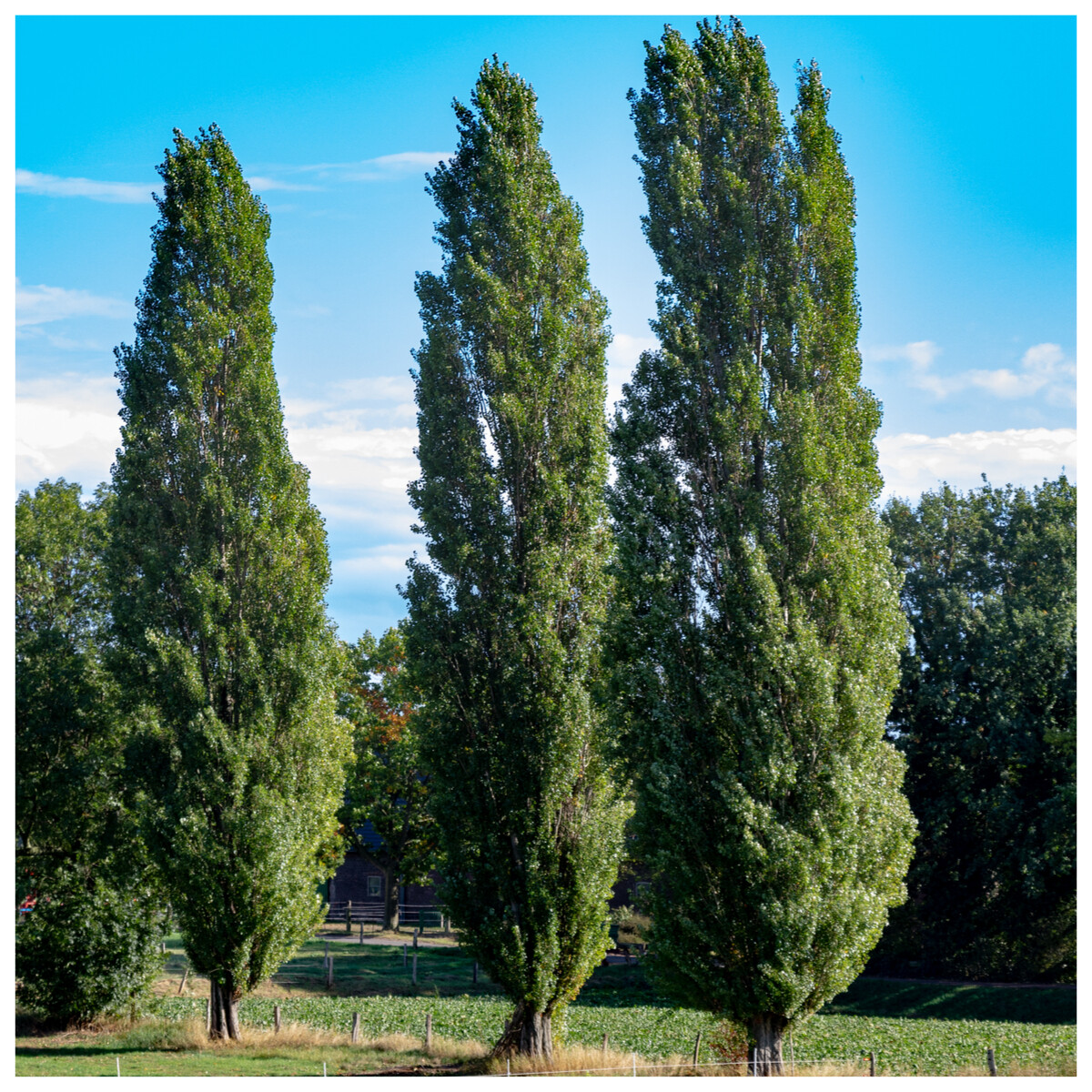 3 Lombardy Poplar / Populus Nigra Italica Trees 2-3ft, Quick Native ...
