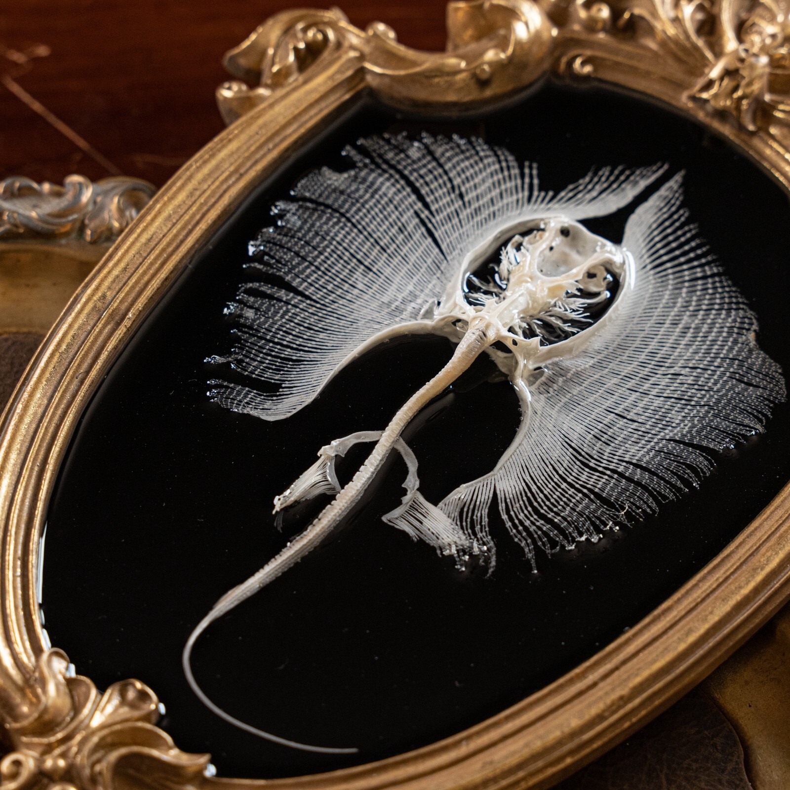 Real Stingray Skeleton, taxidermy, Fish taxidermy, Stingray Barbs ...