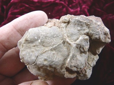 (PP512-9) 9 oz Real Fossil Crocodile croc POOP doo doo Triassic era ...