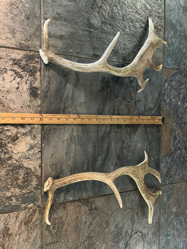 Fallow antler sheds for sale | eBay
