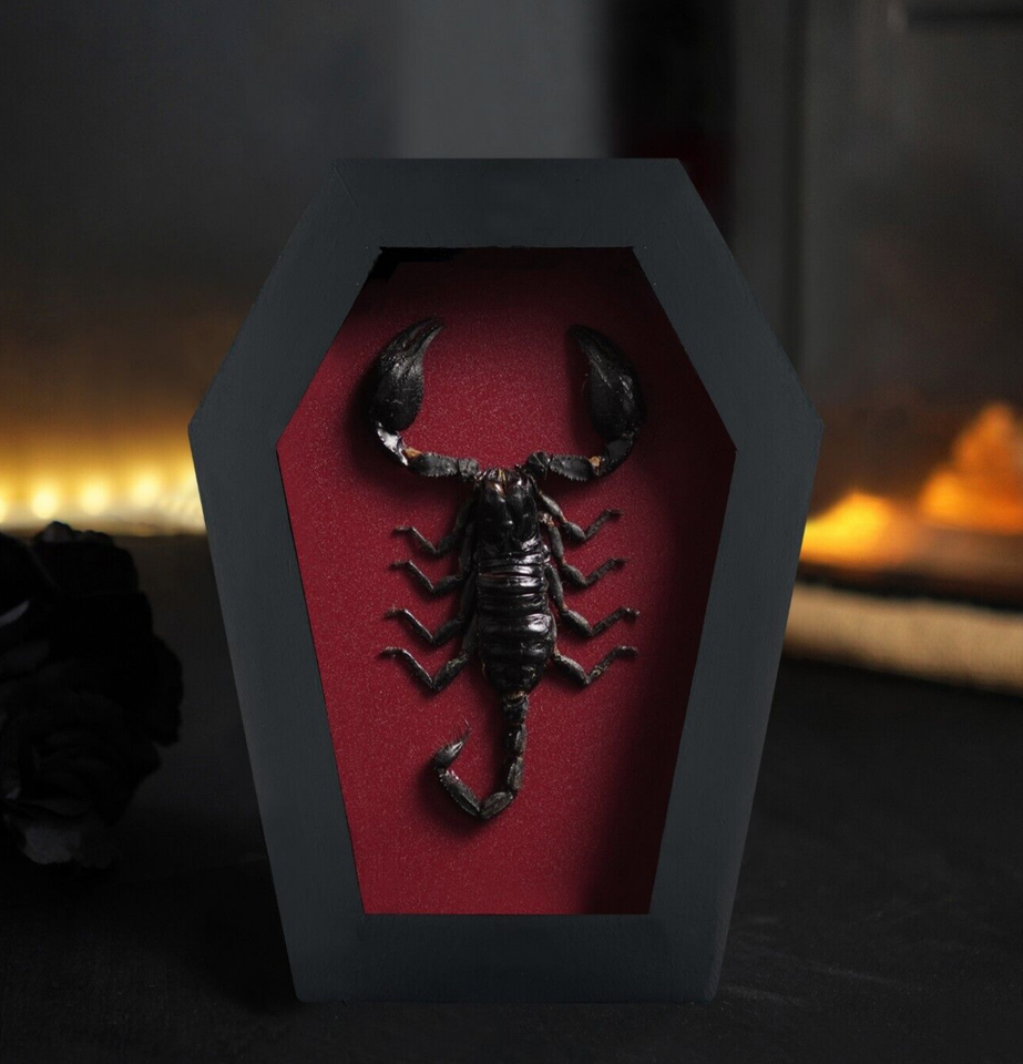 Real Scorpion Coffin Frame Taxidermy Gothic Home Decor Oddity ...