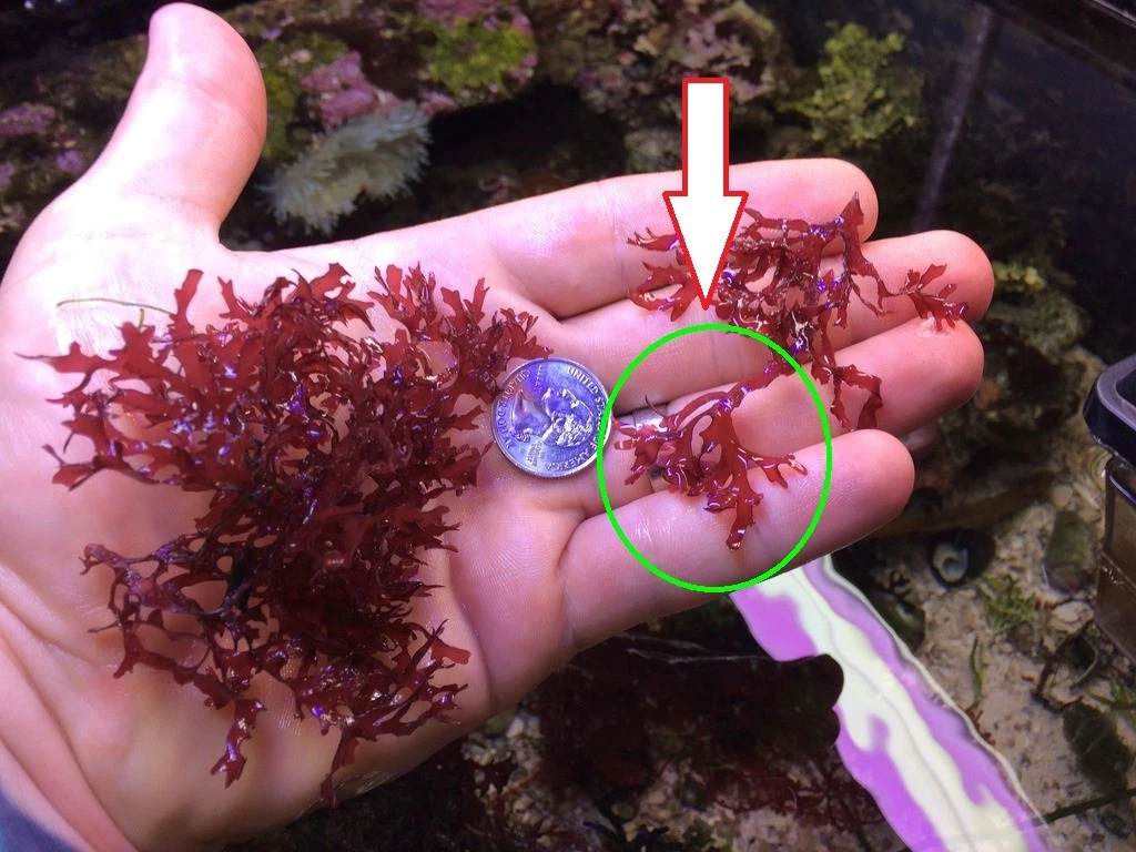 Red Algae Aquarium