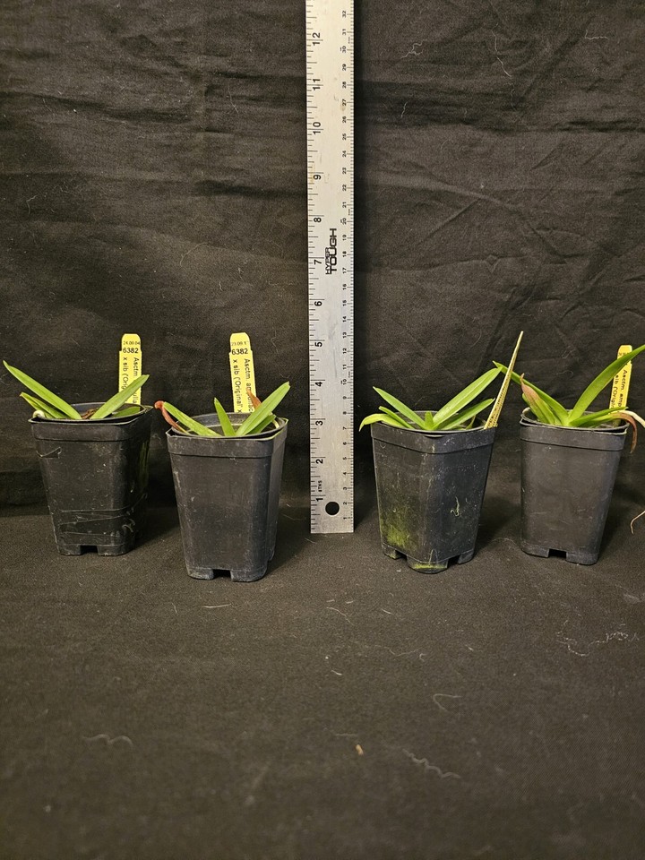 Vanda ampullaceum. Miniature compact vanda orchid species. | eBay