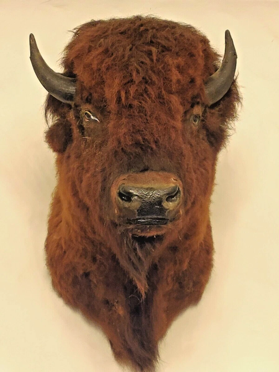 Buffalo Mounts