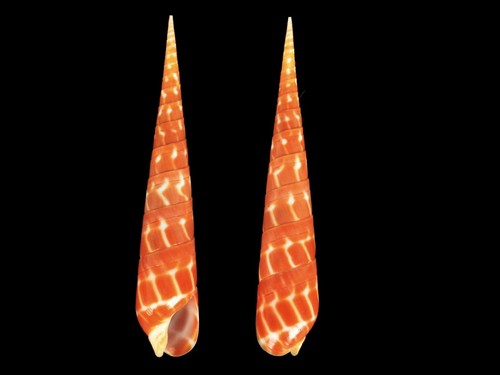 Terebra dimidiata - Shells from all over the World | eBay UK