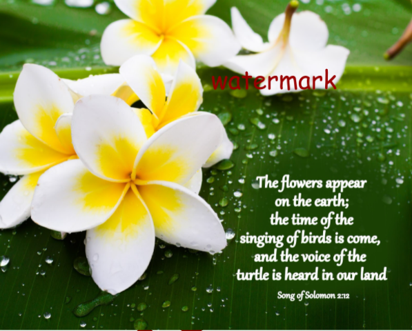 King Solomon Biblical Quotes Song Of Solomon 6:3, Bible Verse