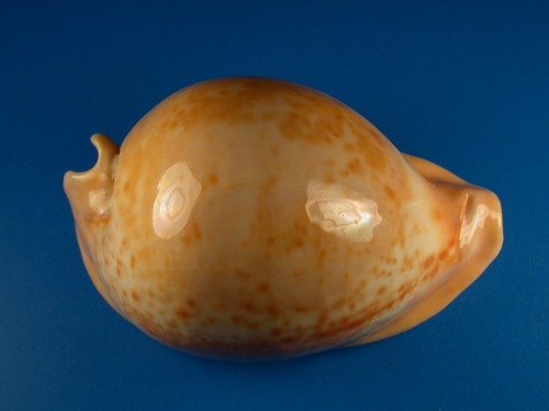 Cypraea armeniaca, Beautiful Color Pattern, 92.0mm, Australia Shell | eBay