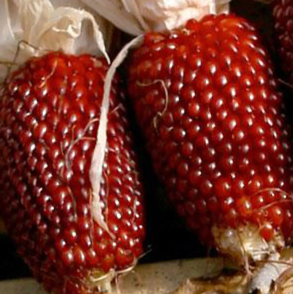 120+ STRAWBERRY RUBY CORN SEEDS - POPCORN - SWEET -- HEIRLOOM ...