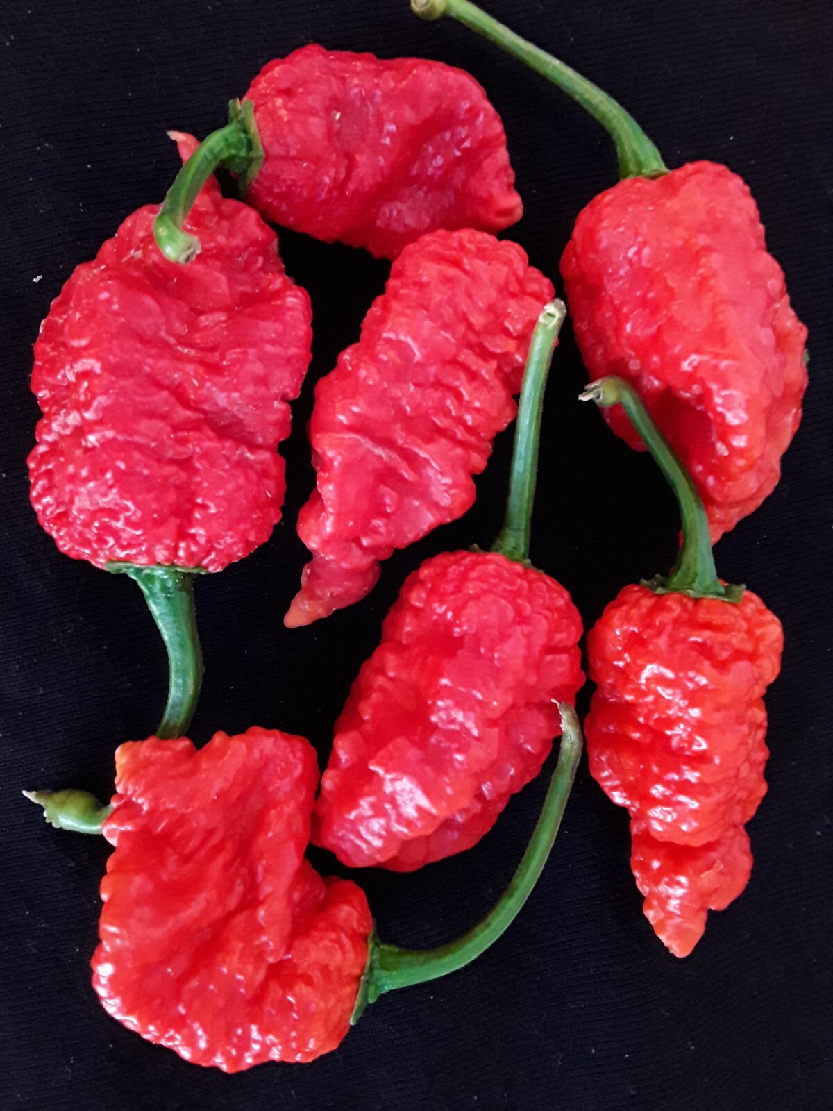 30+ Authentic Death Spiral pepper seeds Fruity Hot Heirloom No ...