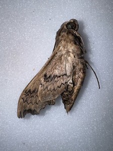 Immaculate Insects | eBay Stores