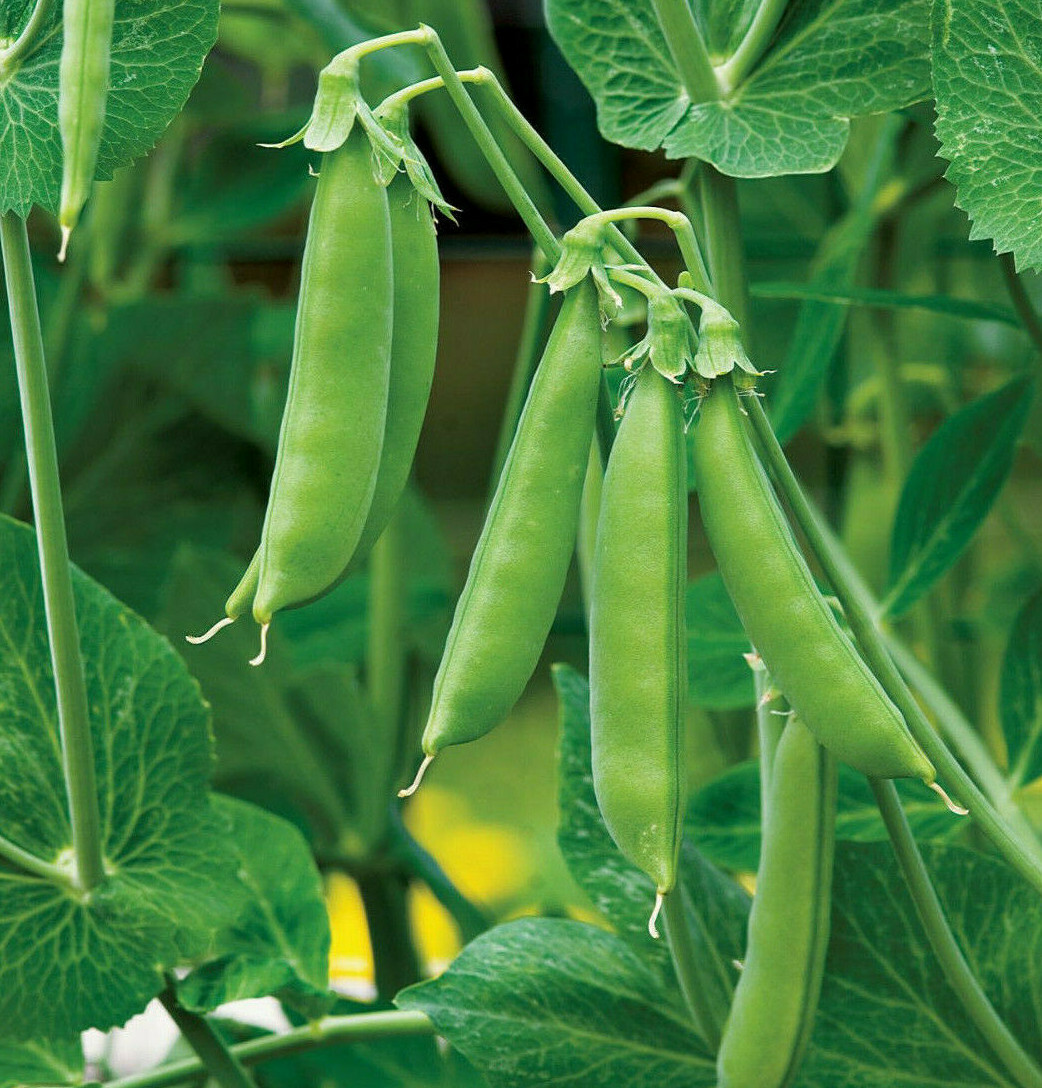 Heart Sugar Snap Peas Seeds
