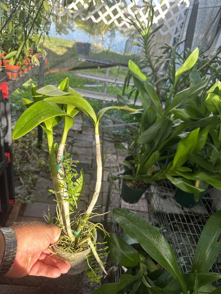 TEN PLANTS! Lot Of 10 Dendrobium Orchids Instant Collection Shipped ...