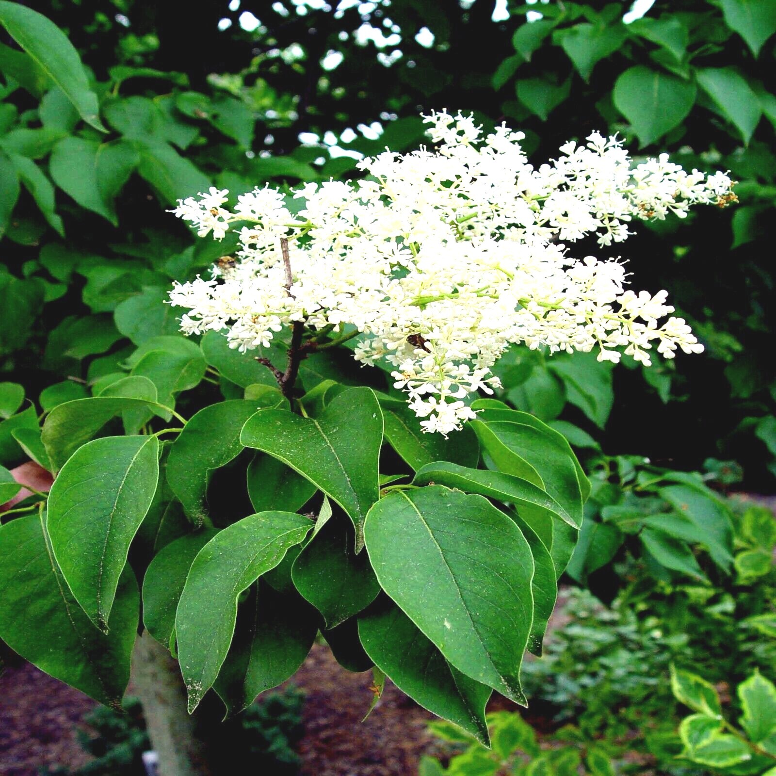 Japanese White Lilac Tree Seeds Flower Plant Cold Hardy Butterflies ...