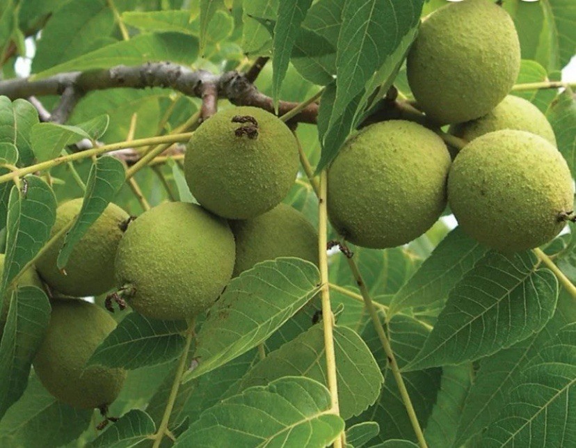 Fresh Green Black Walnuts –Indiana Grown - 5 lbs | eBay