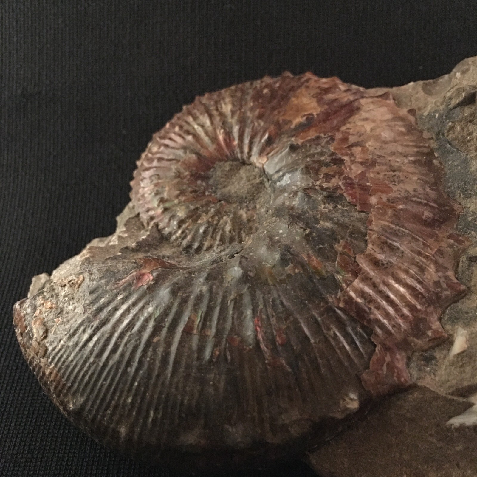 Rare Scaphite from South Dakota, Hoploscaphites nebrascensis | eBay