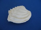 Callanaitis disjecta venus wedding cake seashell shell 2 1/4" | eBay