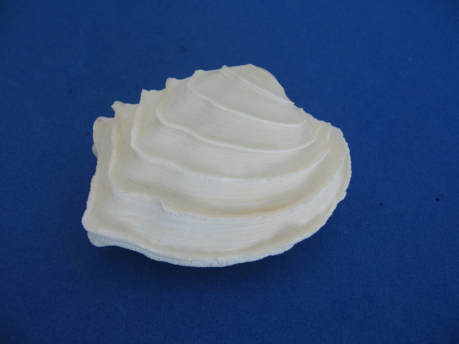 Callanaitis disjecta venus wedding cake seashell shell 2 1/4" | eBay
