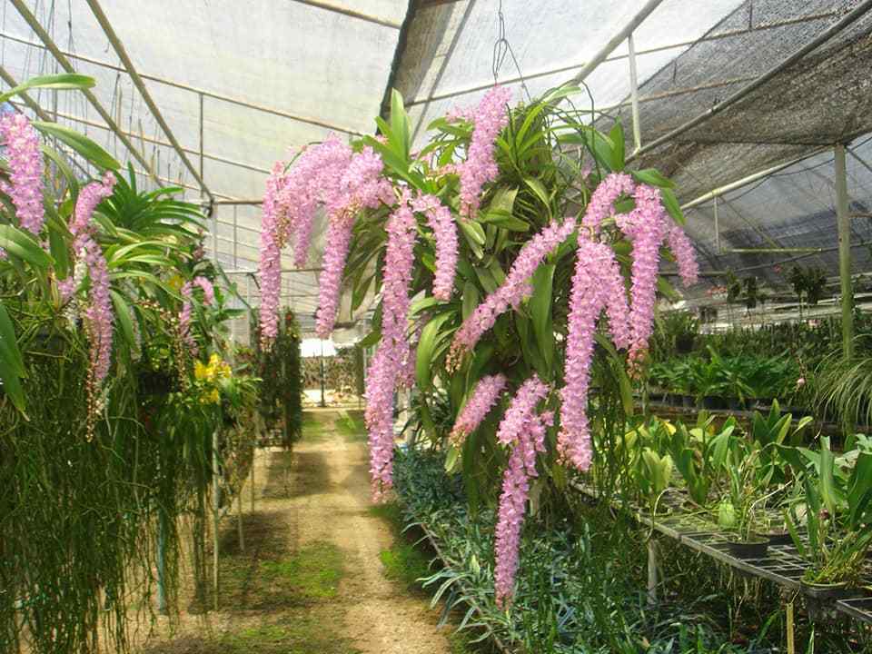 Aerides Rosea Pink Orchid Fragrant Species Plant + PHYTO CERTIFICATE | eBay