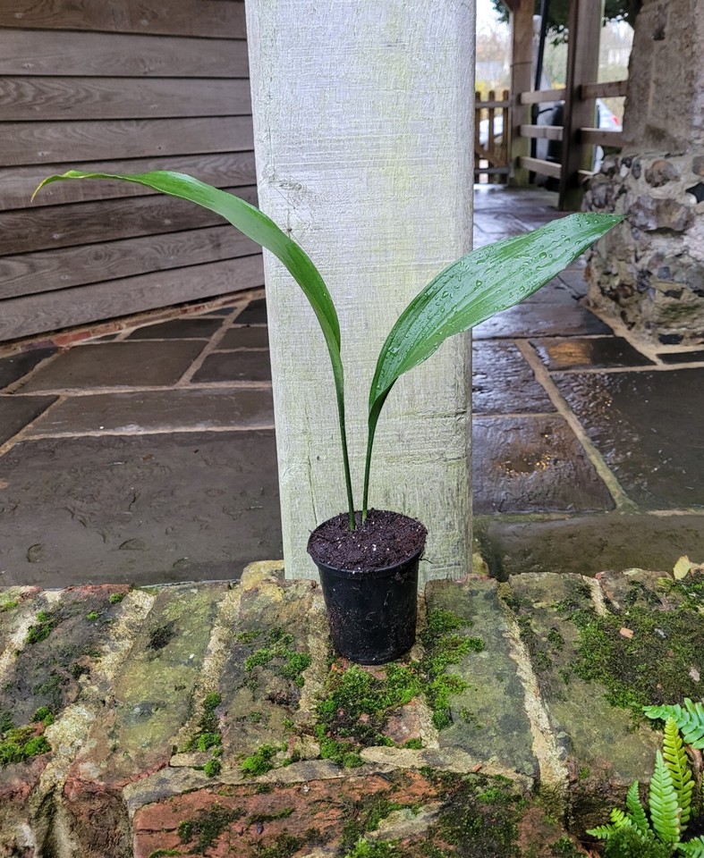 Aspidistra elatior Cast Iron Plant 2 Stems 9cm Pot Hardy UK Zone 9 ...