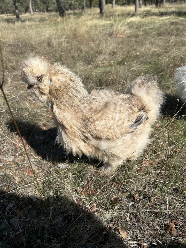 6+ Fertile Silkie Chicken Bearded Crested Hatching Eggs Black Buff ...