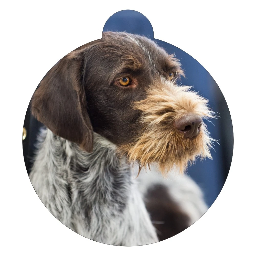 German Wirehaired Pointer Mix Puppy