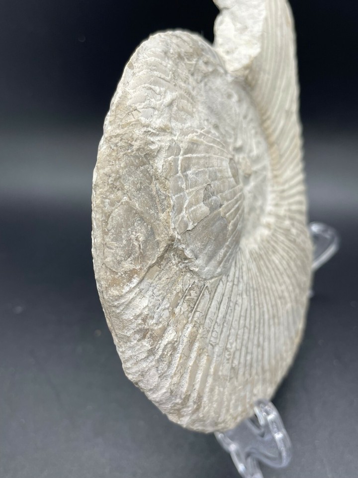 Texas Ammonite Fossil Oxytropidoceras 6" Crystal Pocket Duck Creek ...