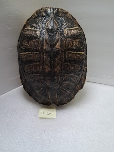 9 3/4" Red Eared Slider Turtle Shell Native American Craft Taxidermy ...