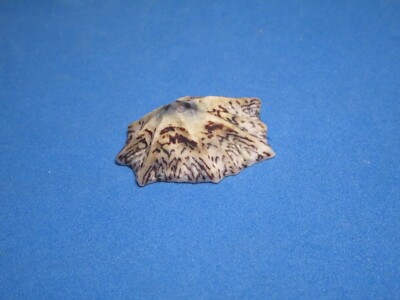 Patelloida alticostata (Angas, 1865) "STAR LIMPET" (31.7mm) | eBay
