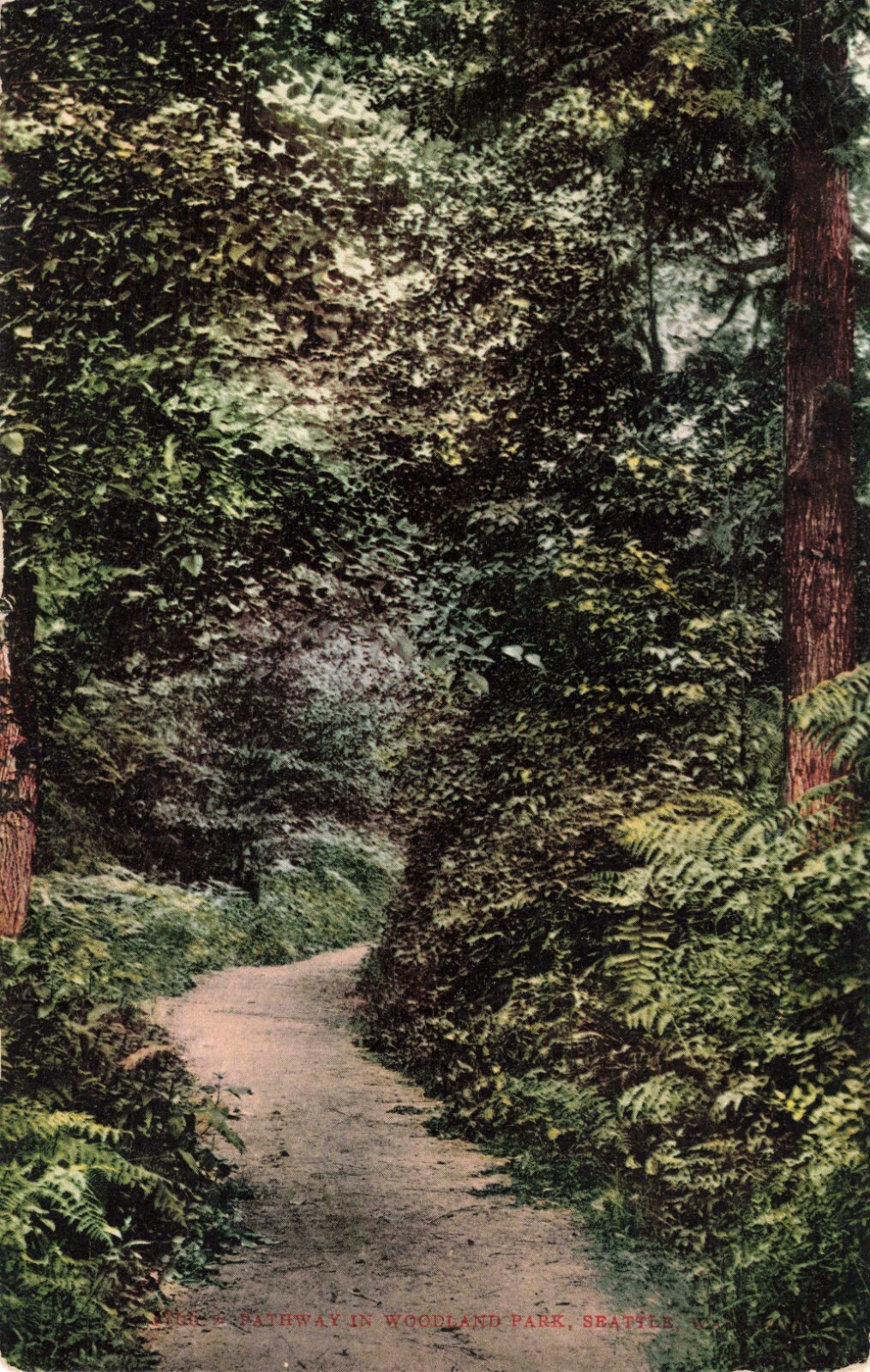 Postcard Pathway in Woodland Park Seattle Washington | eBay