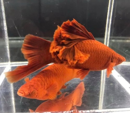 (TOP QUALITY PURE LINE) (Breeding Pair M/F Blood Red Saber Tail Platy ...