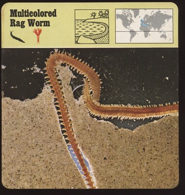 Multicolored Rag Worm Safari Cards Rencontre Invertebrates | eBay