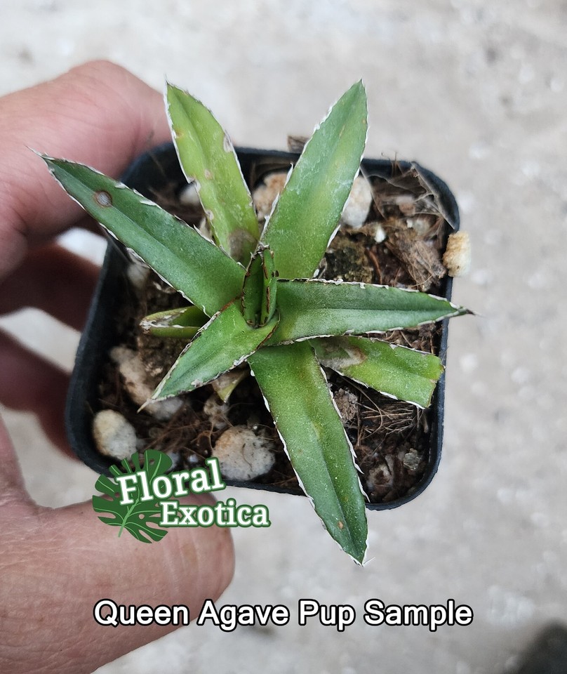 Queen Agave Victoria Reginae - Starter Pup | eBay