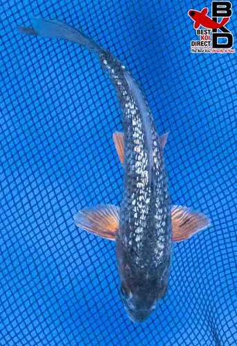 7" GIN RIN FIRE WING! OCHIBA Live Koi Fish Garden Pond 7/29 (O5) | eBay