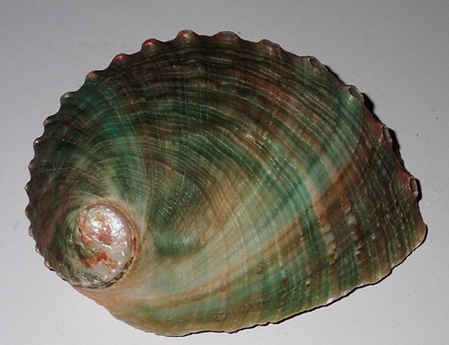 120 mm Haliotis Kamtchatkana Assimilis Abalone Seashell #AH4 From West ...