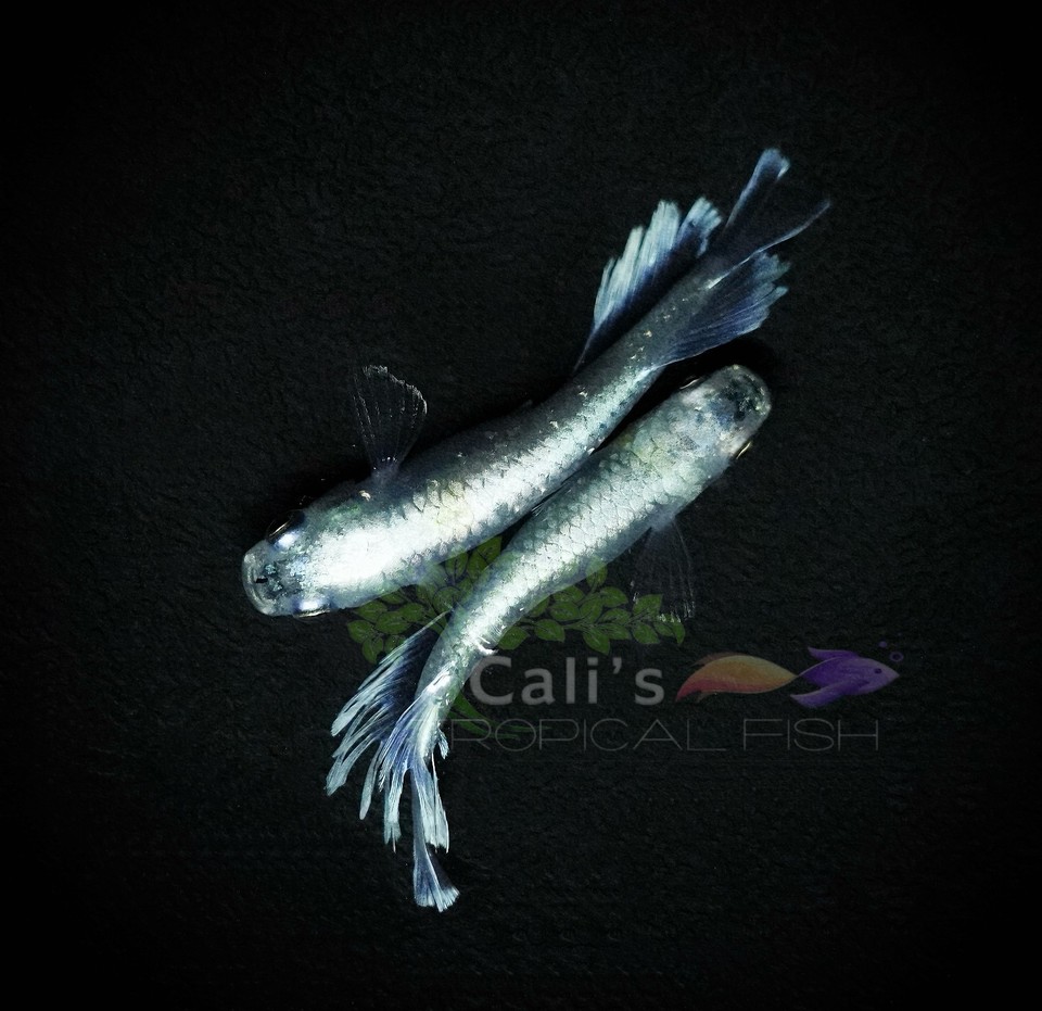 3+1 (FREE) White Galaxy Medaka- Freshwater Medaka Rice Fish -Japanese ...