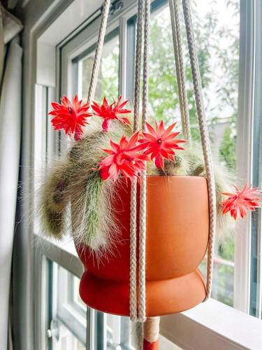 Monkey Tail Cactus Hildewintera colademononis Succulent Plant 2” Pot | eBay