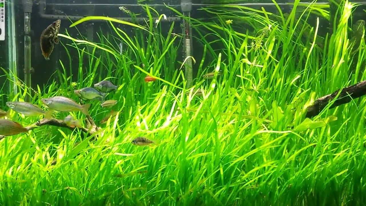 18 jungle vals Vallisneria Easy Aquarium Plant aquascaping planted tank ...
