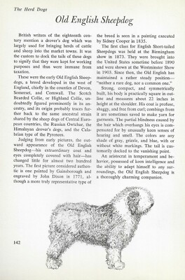 The Old English Sheepdog - CUSTOM MATTED - Vintage Dog Art Print - "G ...