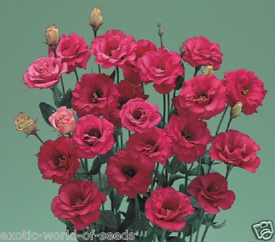 RUSSIAN LISIANTHUS EUSTOMA SEEDS DOUBLE RED FLOWERS F1 HYBRIDS | eBay UK
