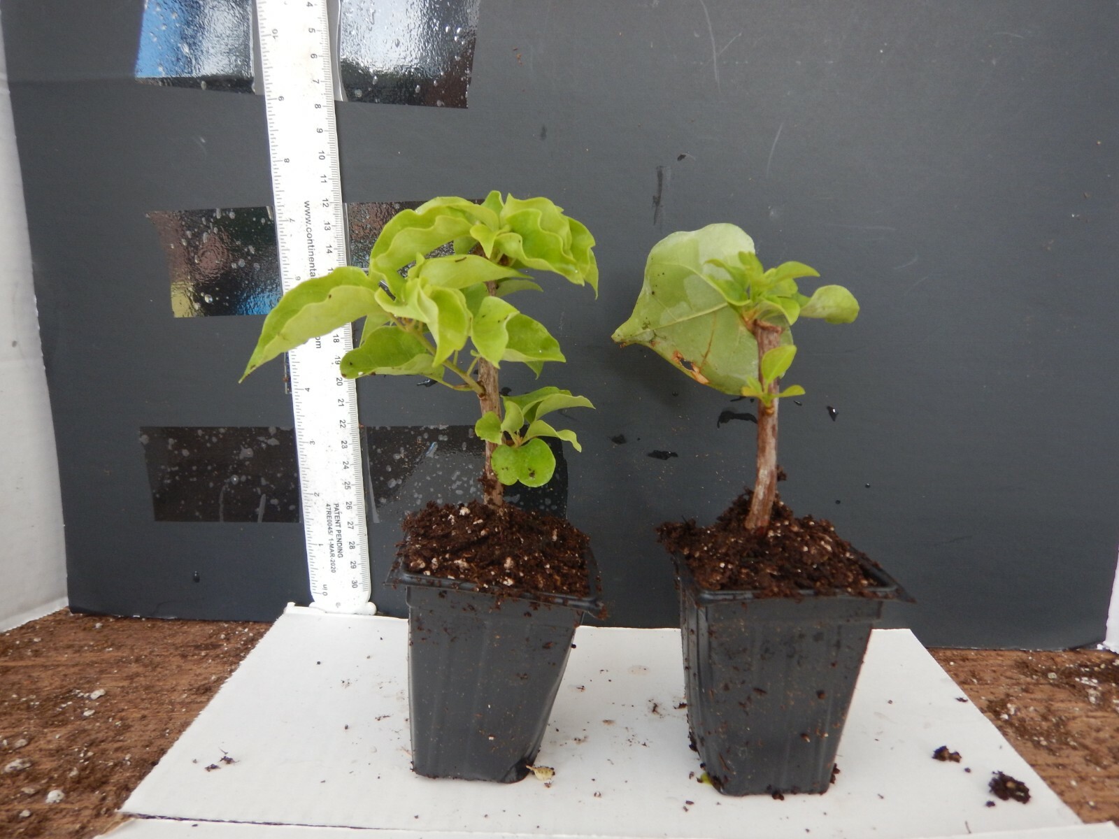 Well Rooted**SAN DIEGO RED* Live Bougainvillea starter/plug plant*USA ...