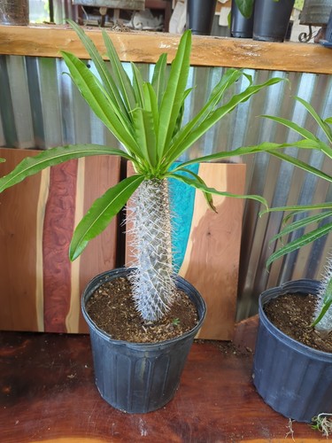 madagascar palm plant Pachypodium lamerei cactus cacti 15" TALL | eBay