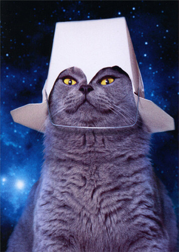 Space Cat Memes All New Cats In Space Will Have Everyone Laughing