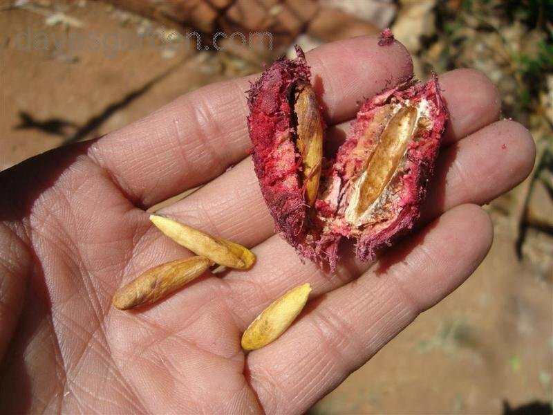 Almond Seed