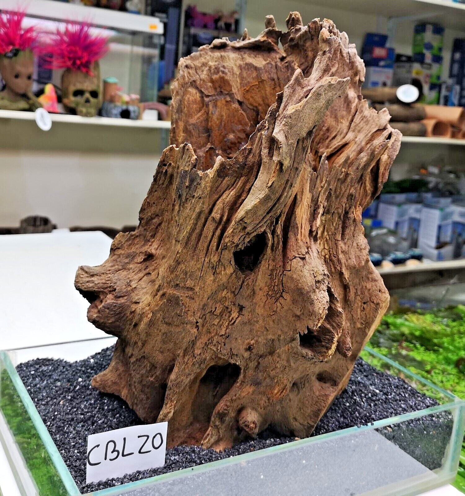 Large Corbo Root CAVE AQUARIUM Vivarium AQUASCAPING like mopani bogwood ...