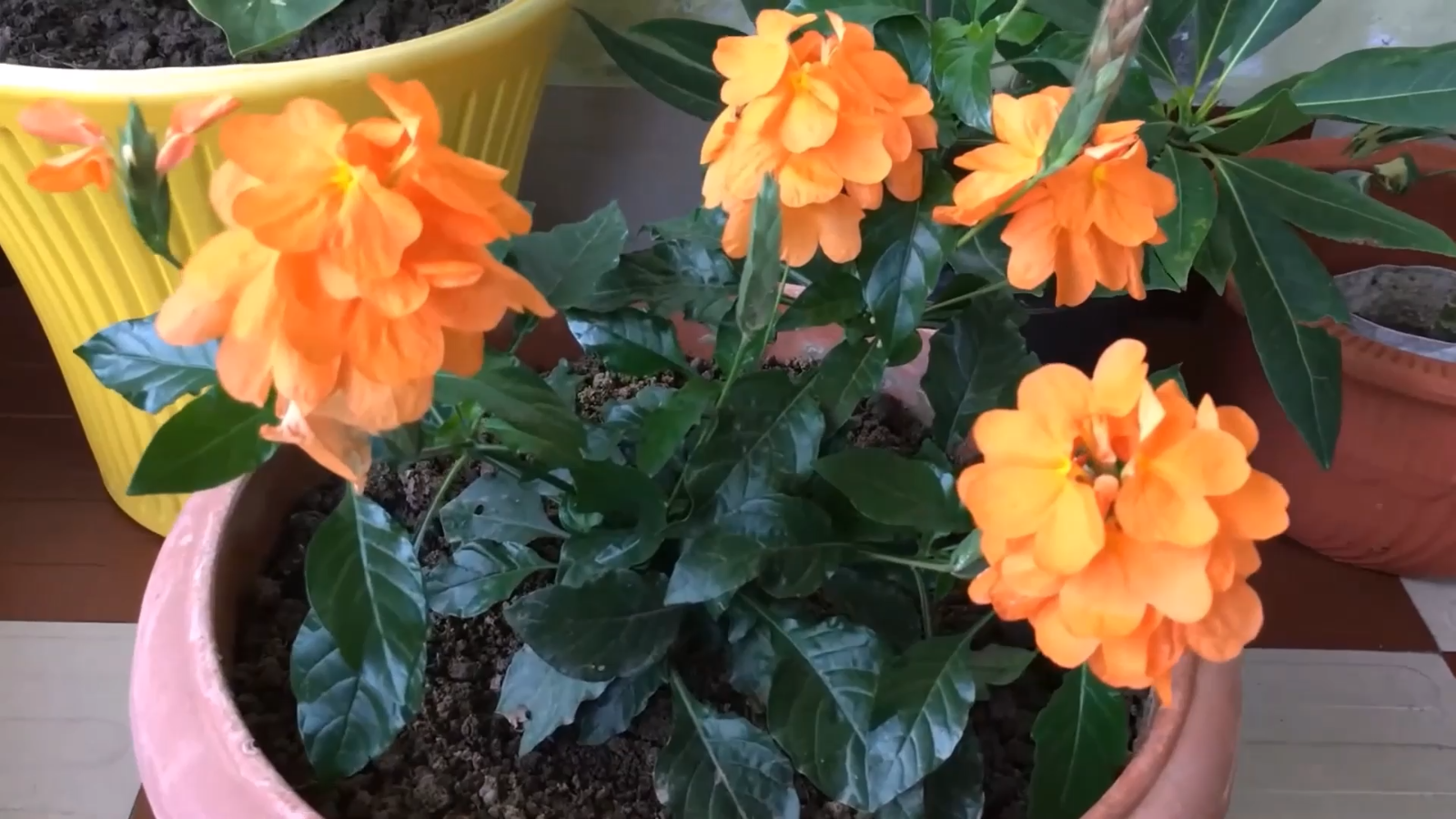 Crossandra Infundibuliformis 10 Seeds, Orange Marmalade Flowers ...