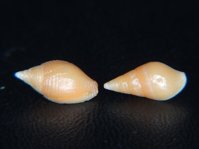 MITRA "STRIGATELLA" ACUMINATA:JIM MCDOWALL COLL +11mm ( INCL ORIGINAL ...