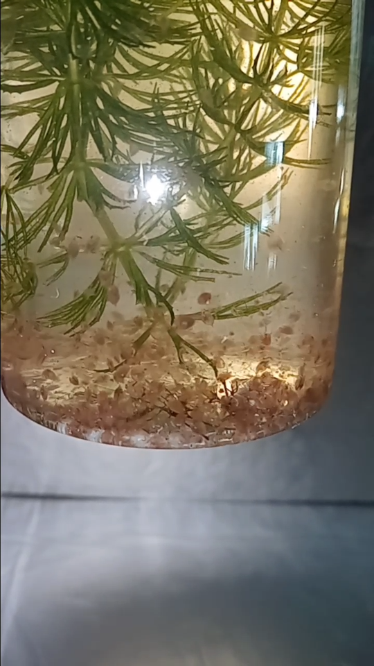 Daphnia+Moina mix Culture Starter Kit. Daphnia + Live Chlorella Starter ...