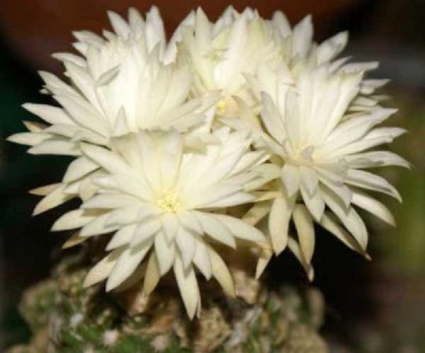 Discocactus variety MIX cactus cacti rare seed 50 SEEDS | eBay