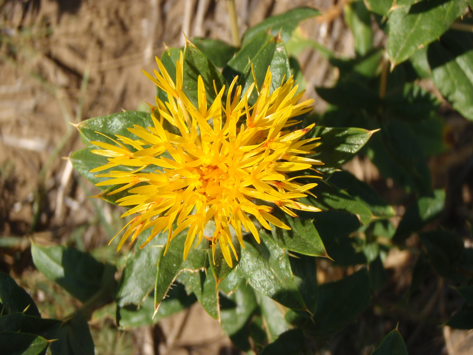 3,000 CARTHAMUS TINCTORIUS Seeds (Safflower) | NON-GMO | Free shipping ...
